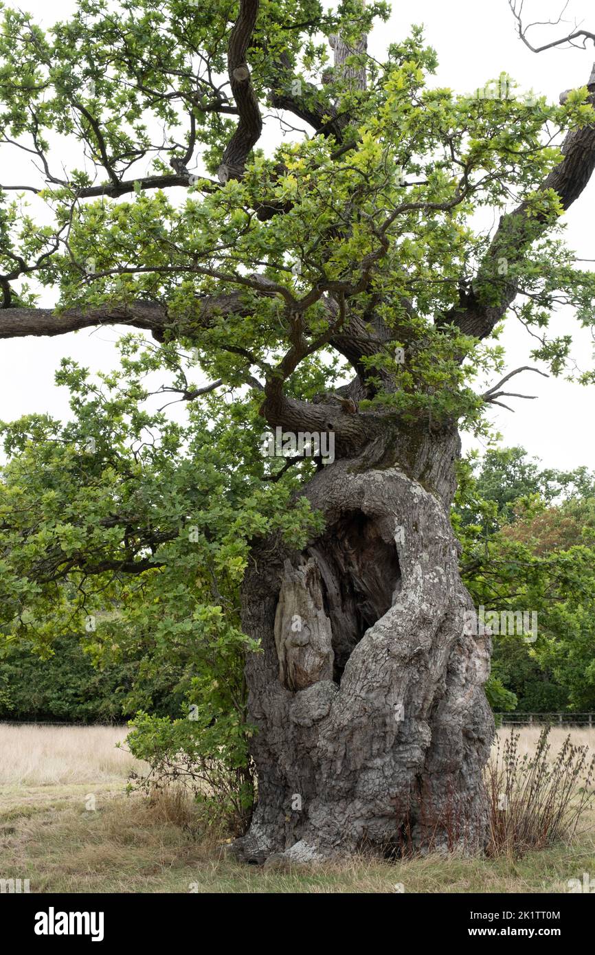 Hollow tree trunk with large opening to enter and play hide and seek ...