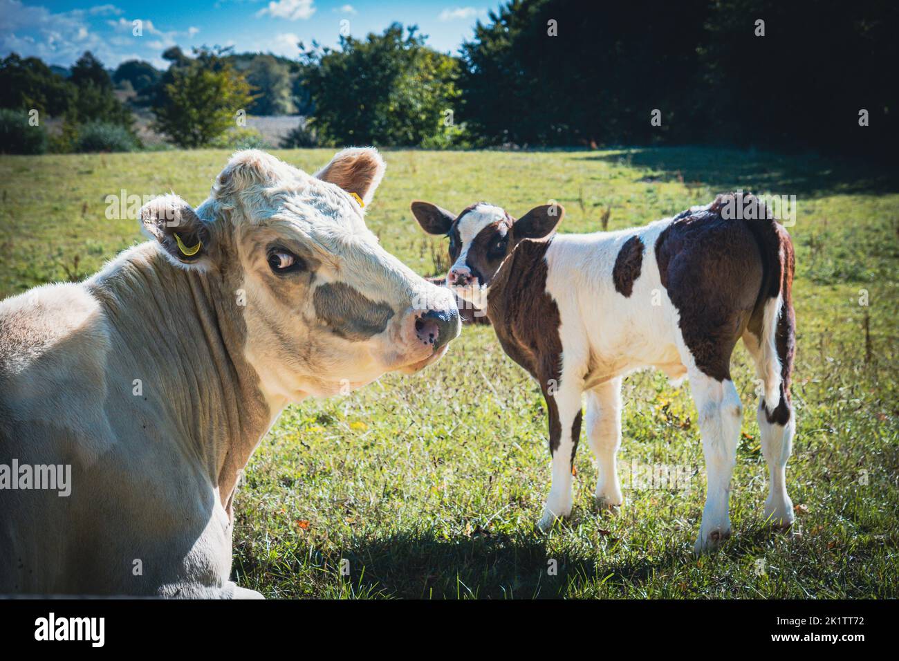 on a green meadow mother cows with calves are lying in the sun Stock Photo - Alamy