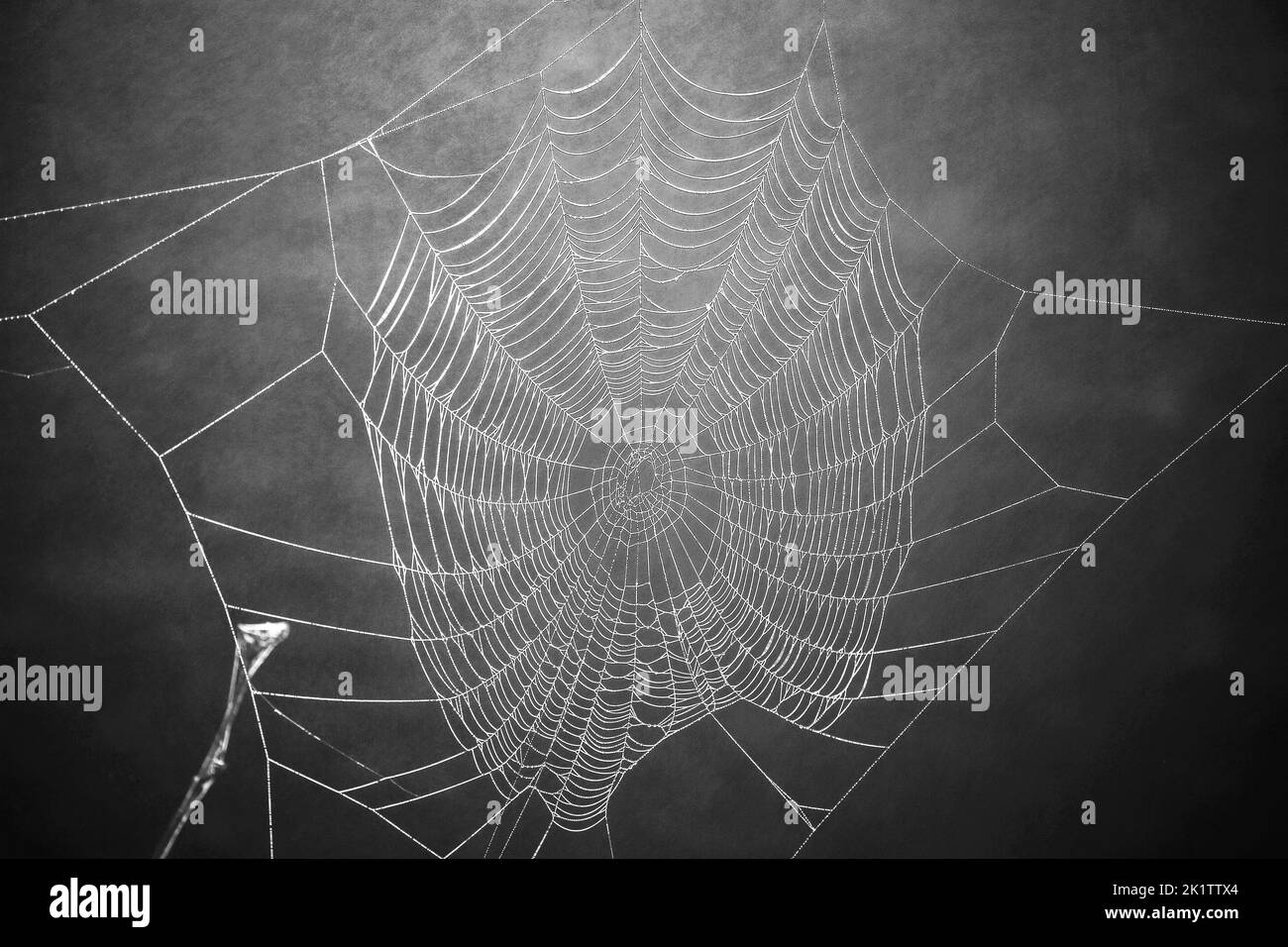 Cob web close ups Stock Photo - Alamy