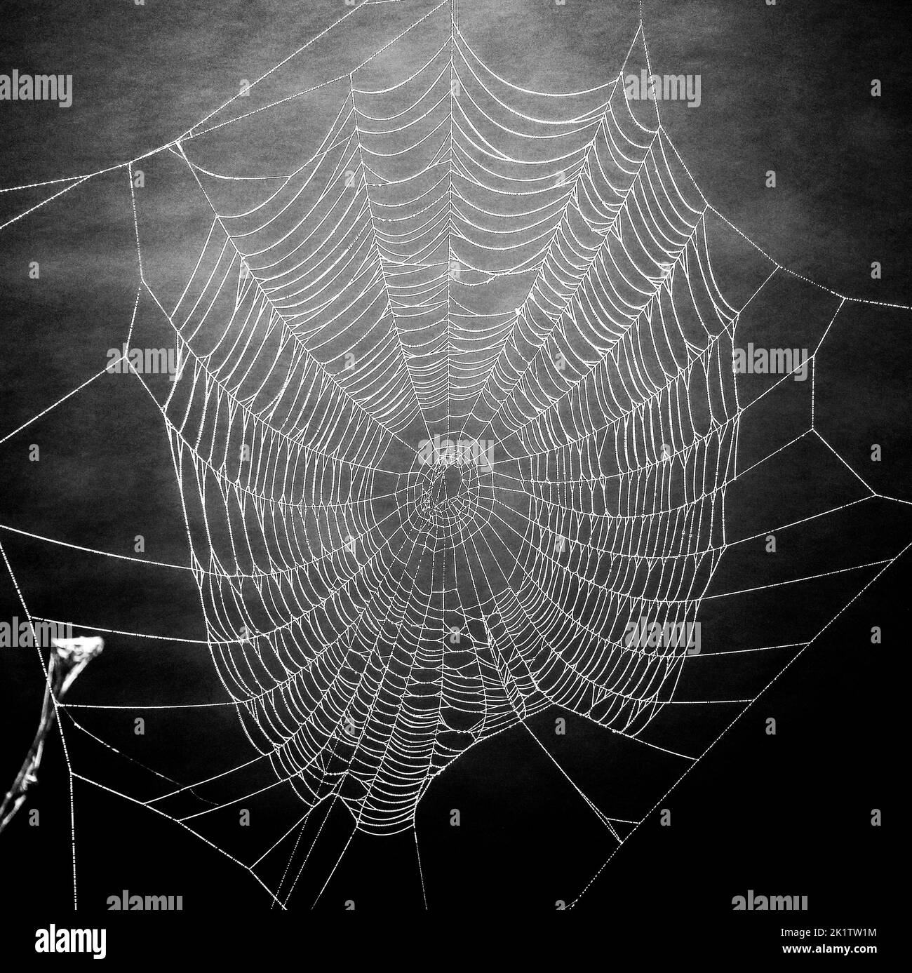 Cob web close ups Stock Photo - Alamy