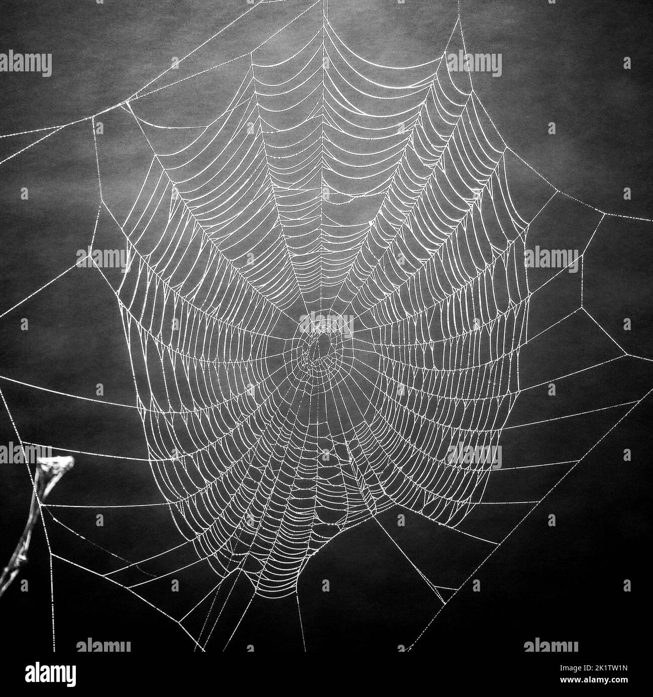 Cob web cobweb Black and White Stock Photos & Images - Alamy