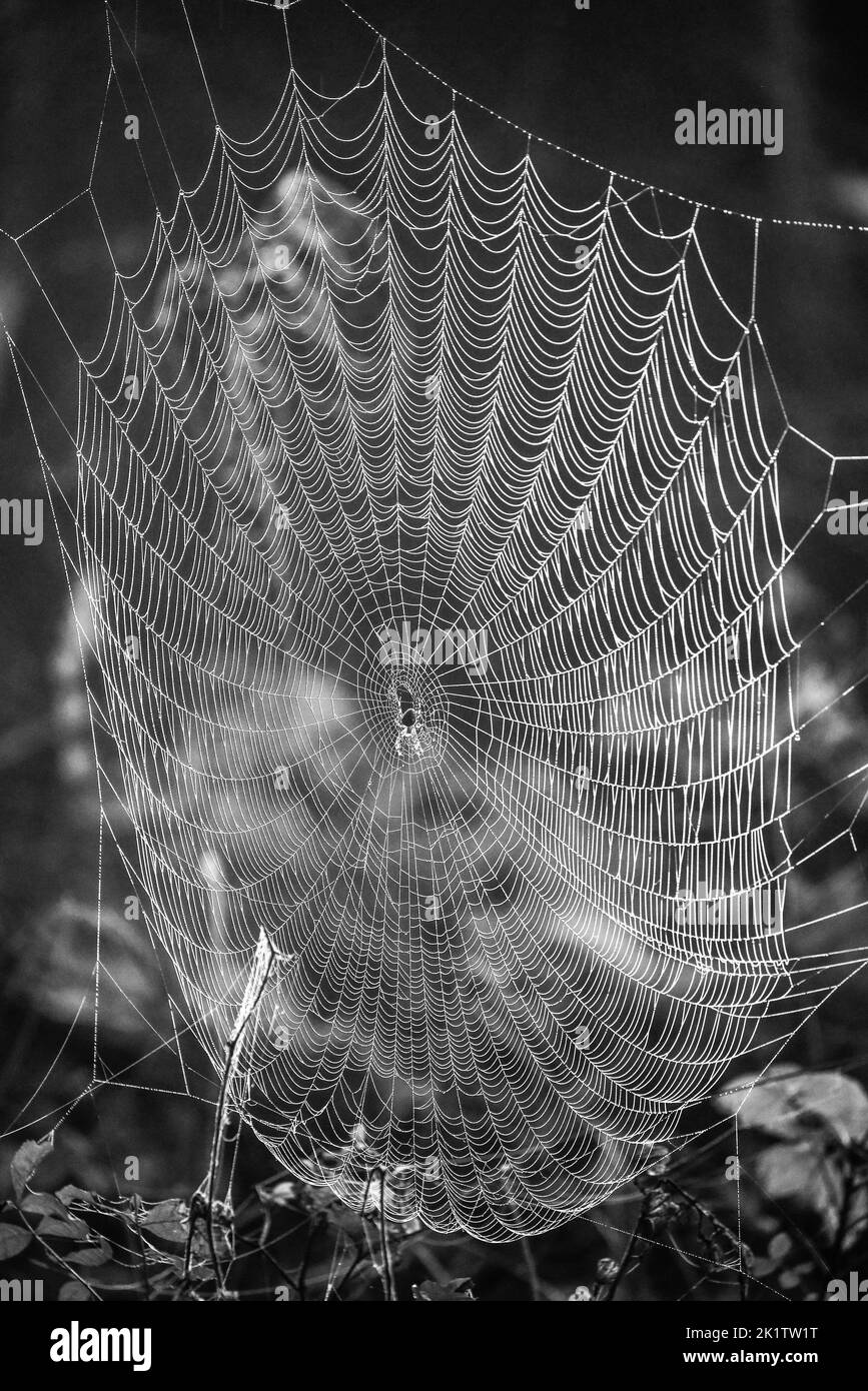 Cob web close ups Stock Photo - Alamy