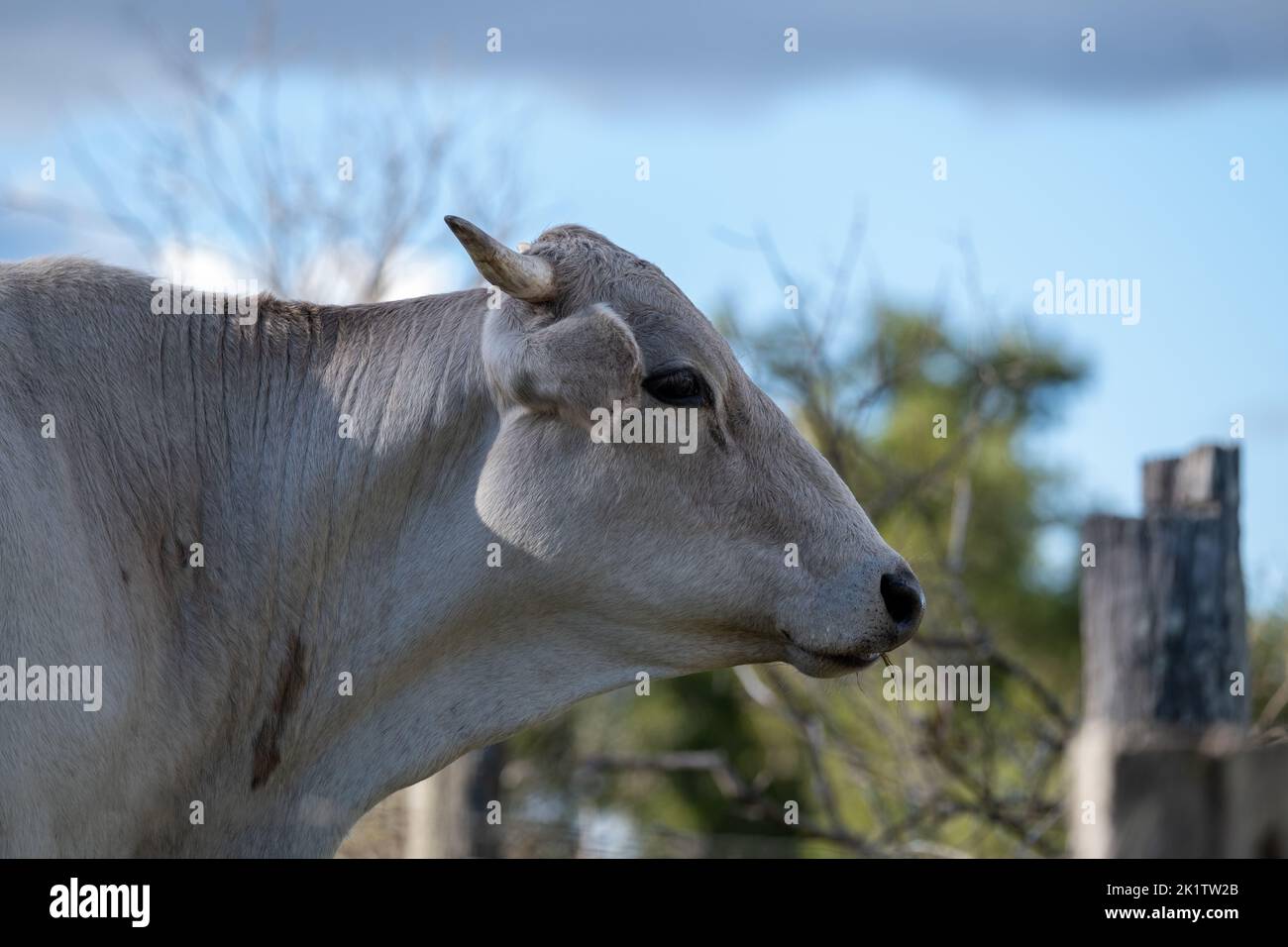 Side shot of a cow hi-res stock photography and images - Alamy