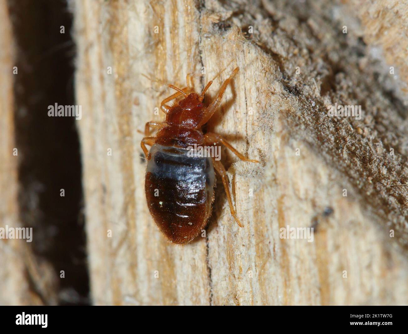 Cimex pipistrelli, European bat bug Stock Photo - Alamy