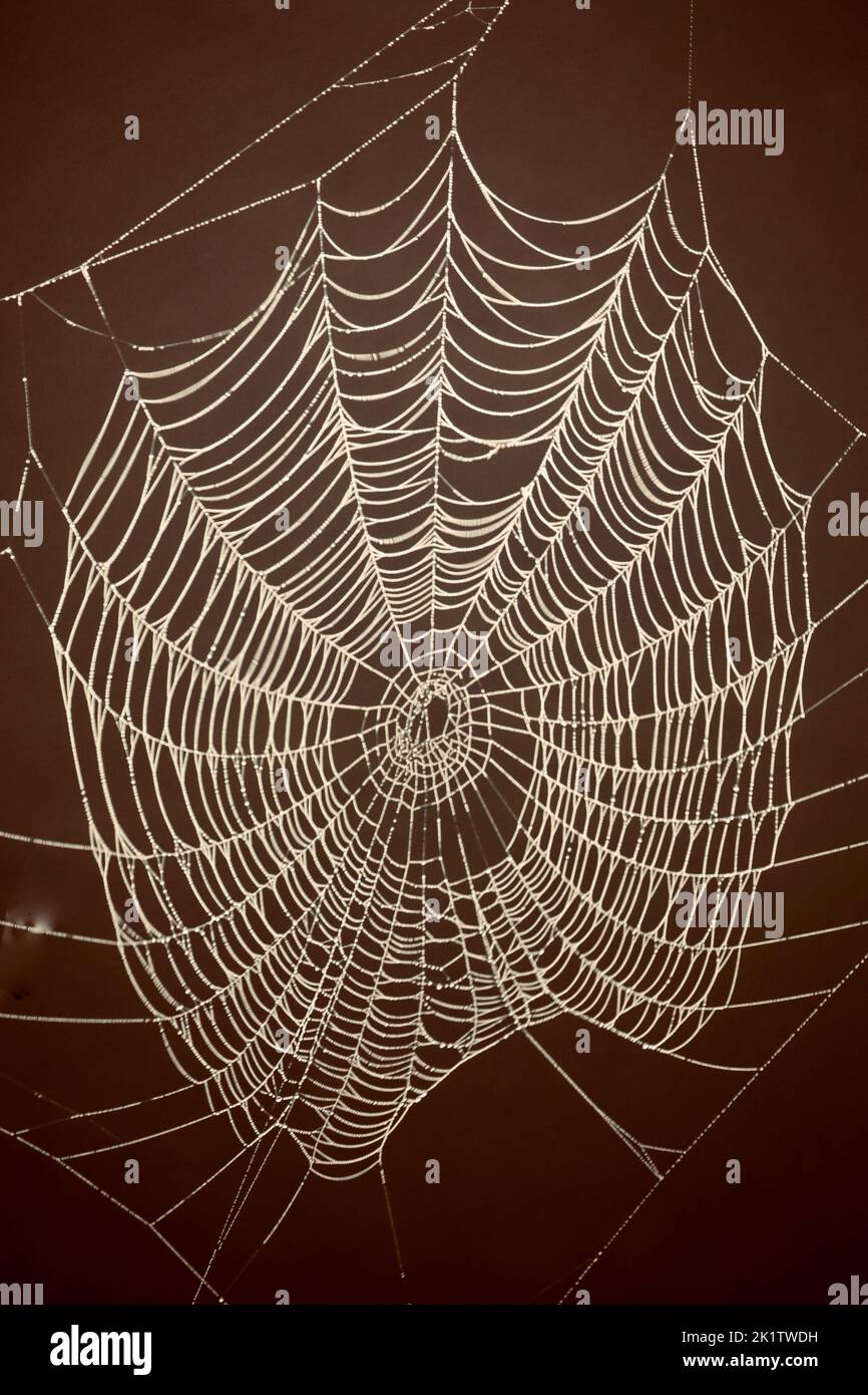 Sunlit cobwebs hi-res stock photography and images - Alamy