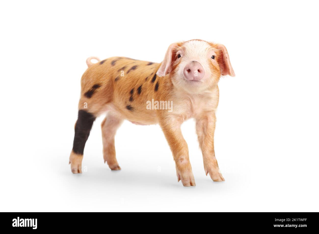 Studio shot of a little orange piglet with black dots isolated on white ...