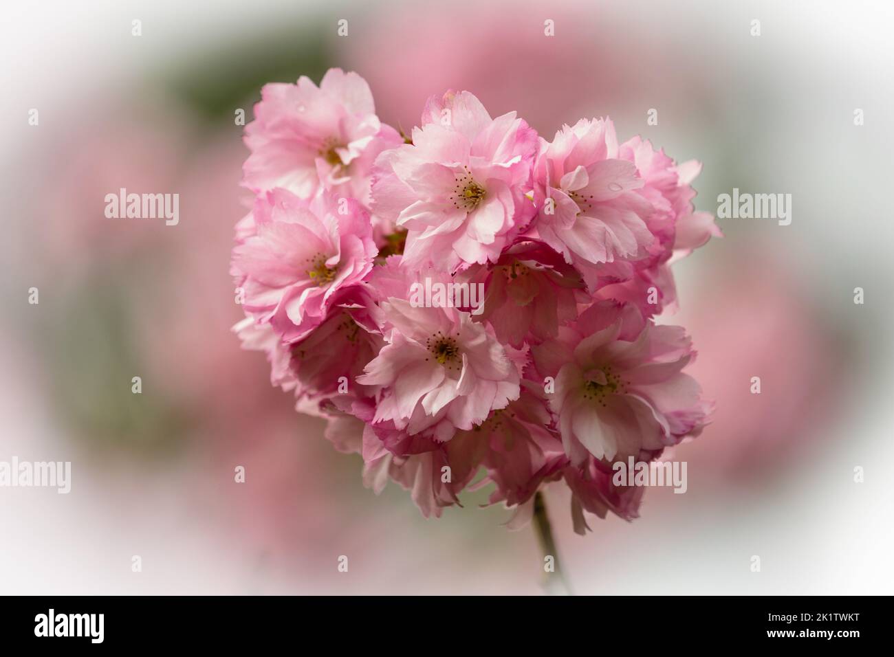 spring Cherry blossom Stock Photo - Alamy