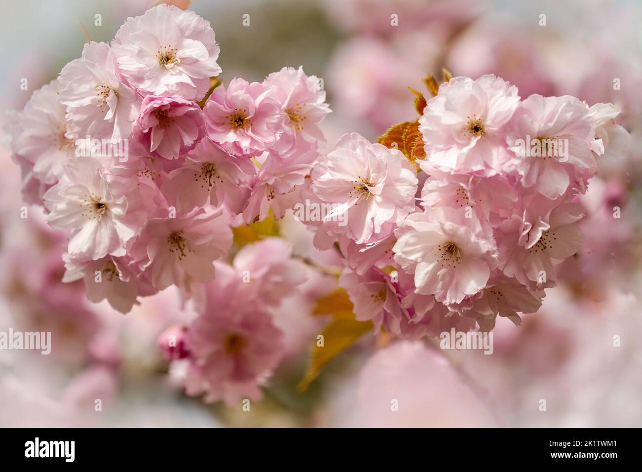 spring Cherry blossom Stock Photo - Alamy