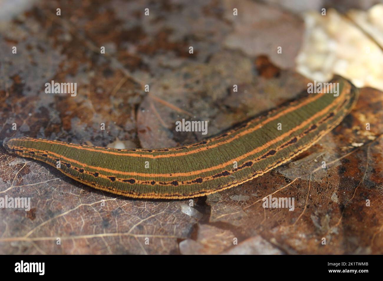 European medicinal leech (Hirudo medicinalis) in a natural habitat ...