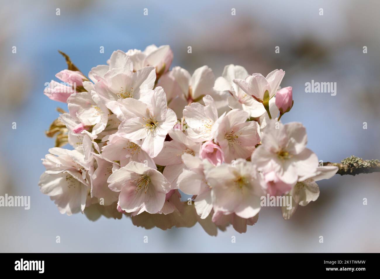 spring Cherry blossom Stock Photo - Alamy
