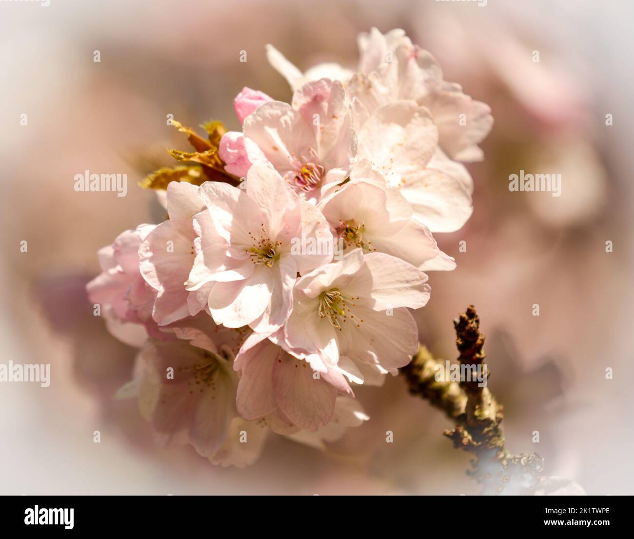 spring Cherry blossom Stock Photo - Alamy