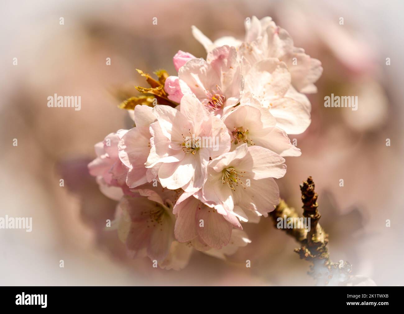 spring Cherry blossom Stock Photo - Alamy