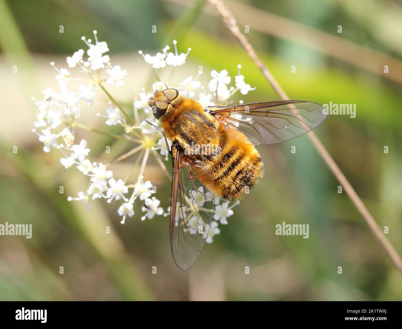 Insect villa hi-res stock photography and images - Alamy