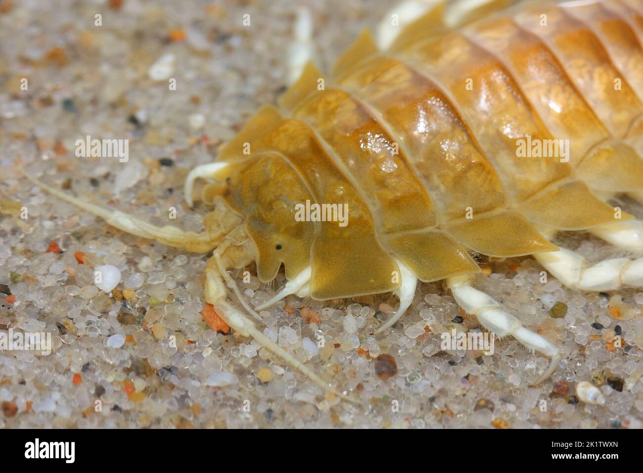 Pill isopod hi-res stock photography and images - Alamy