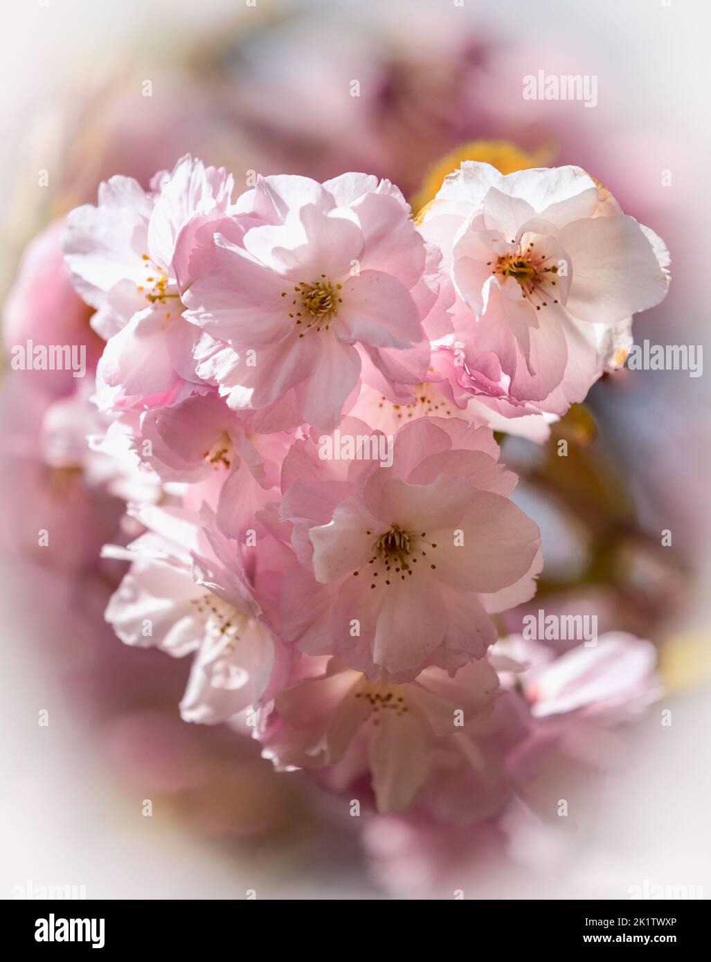 spring Cherry blossom Stock Photo - Alamy