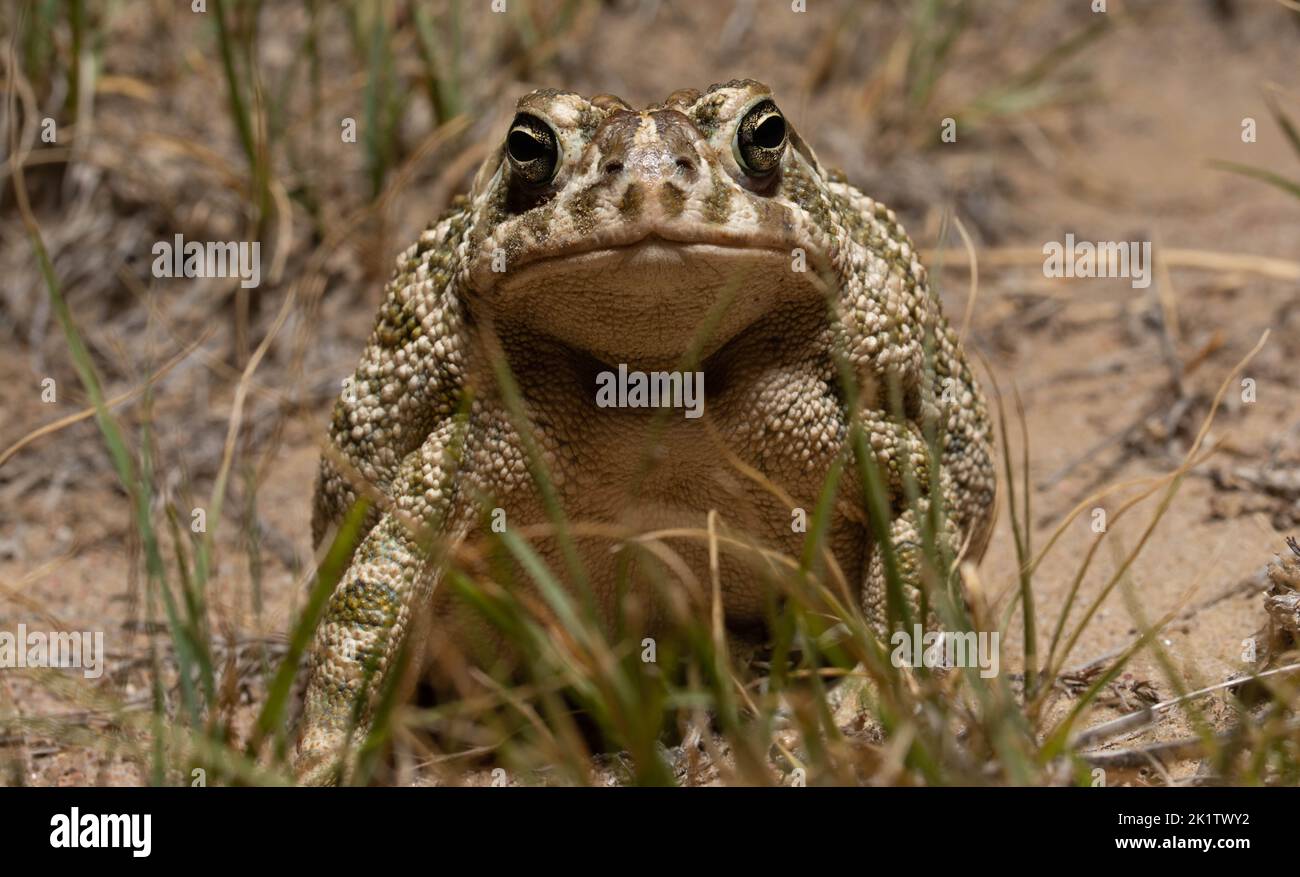 Great Plains Toad (Anaxyrus cognatus) from Weld County, Colorado, USA ...