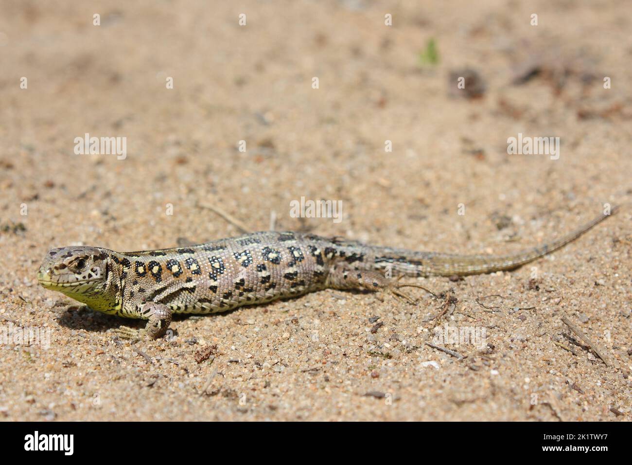 The sand lizard (Lacerta agilis) female on a sandy beach in natural ...