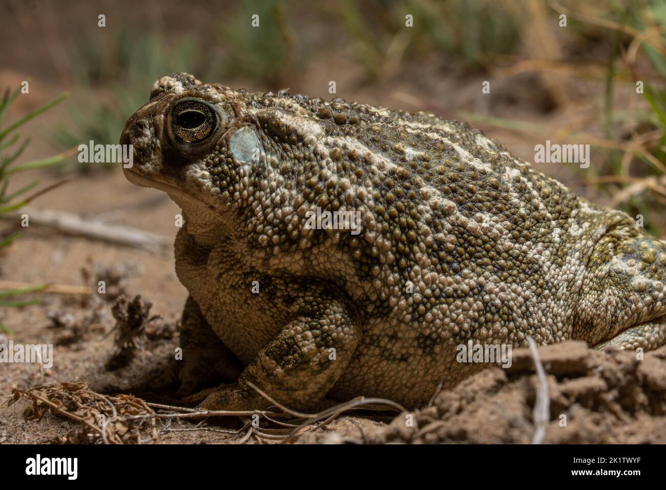Great Plains Toad (Anaxyrus cognatus) from Weld County, Colorado, USA ...