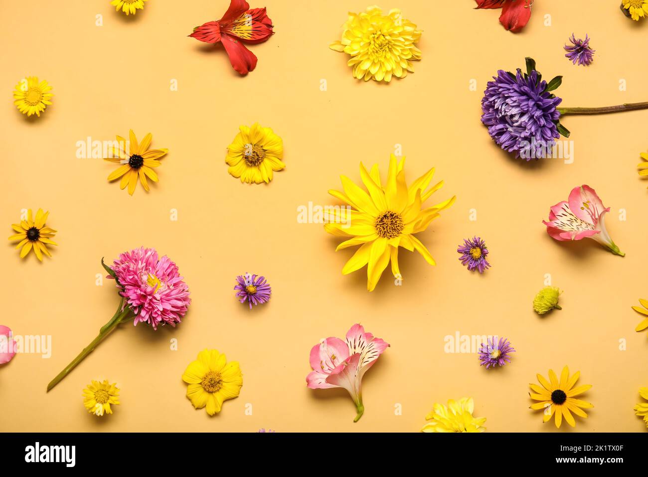 Composition with beautiful autumn flowers on color background Stock ...