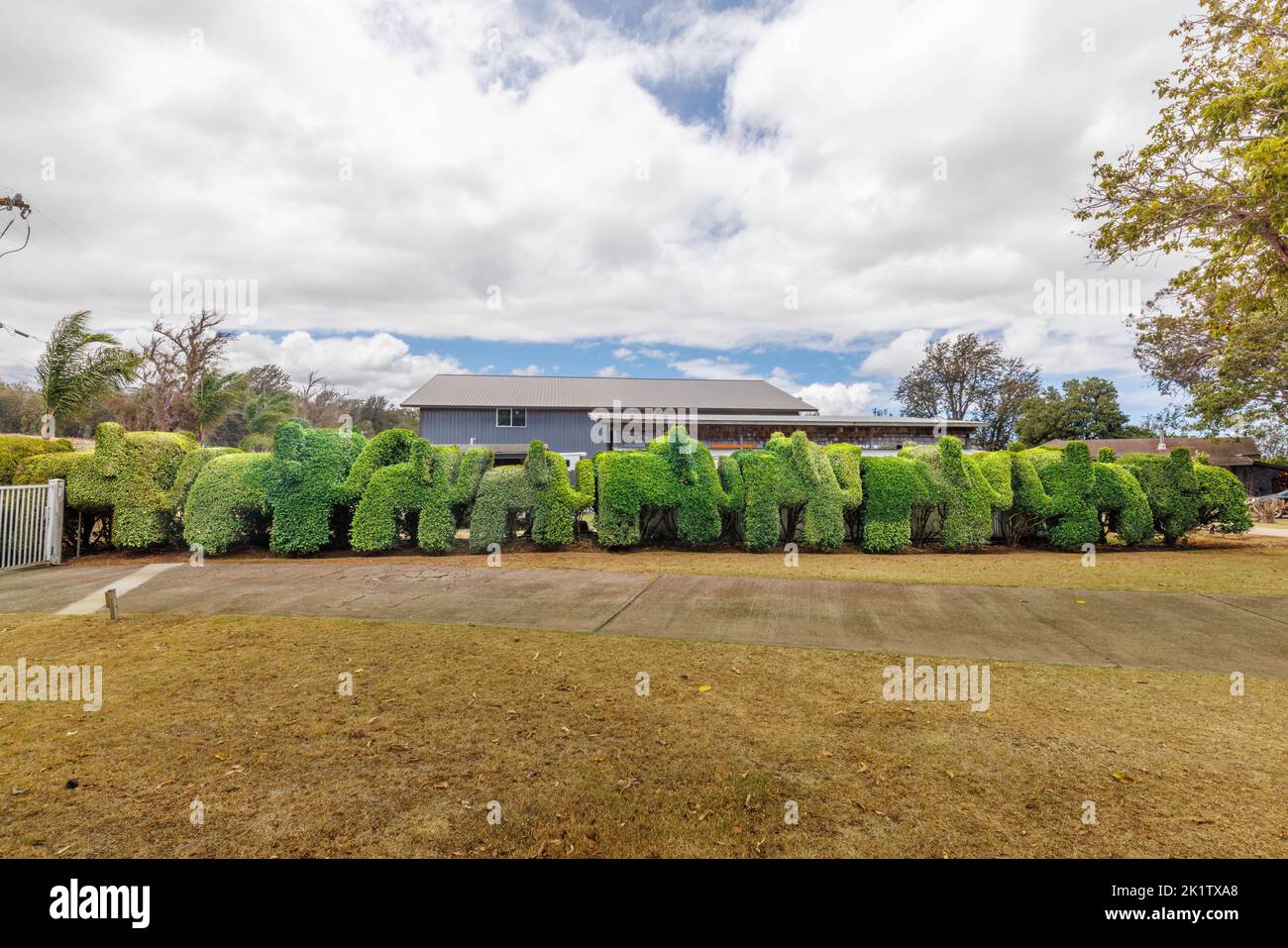 A decorative hedge in cut into the shape of elephants, Maui, Hawaii ...