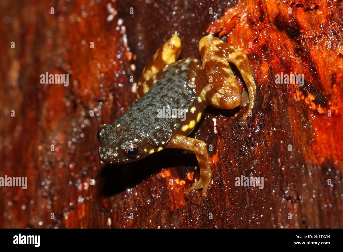 Brown thorny frog, spiny-heeled froglet, and saffron-bellied frog ...