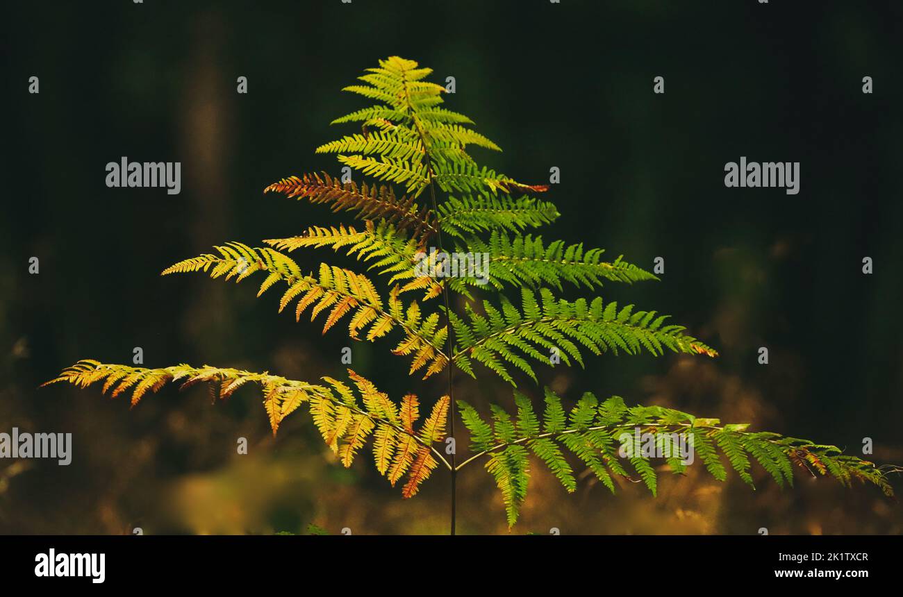 Luminous sunlit fern Stock Photo - Alamy