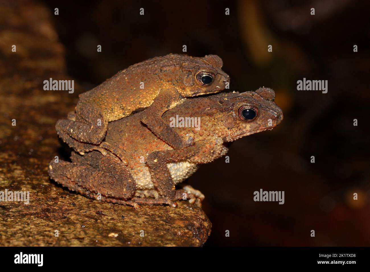 Crested toad (Ingerophrynus divergens) couple in amplexus from a ...