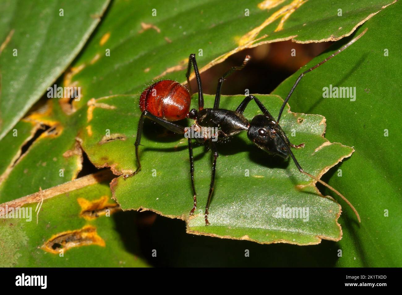 Giant ant (Camponotus gigas) on the leaf in a natural habitat Stock ...