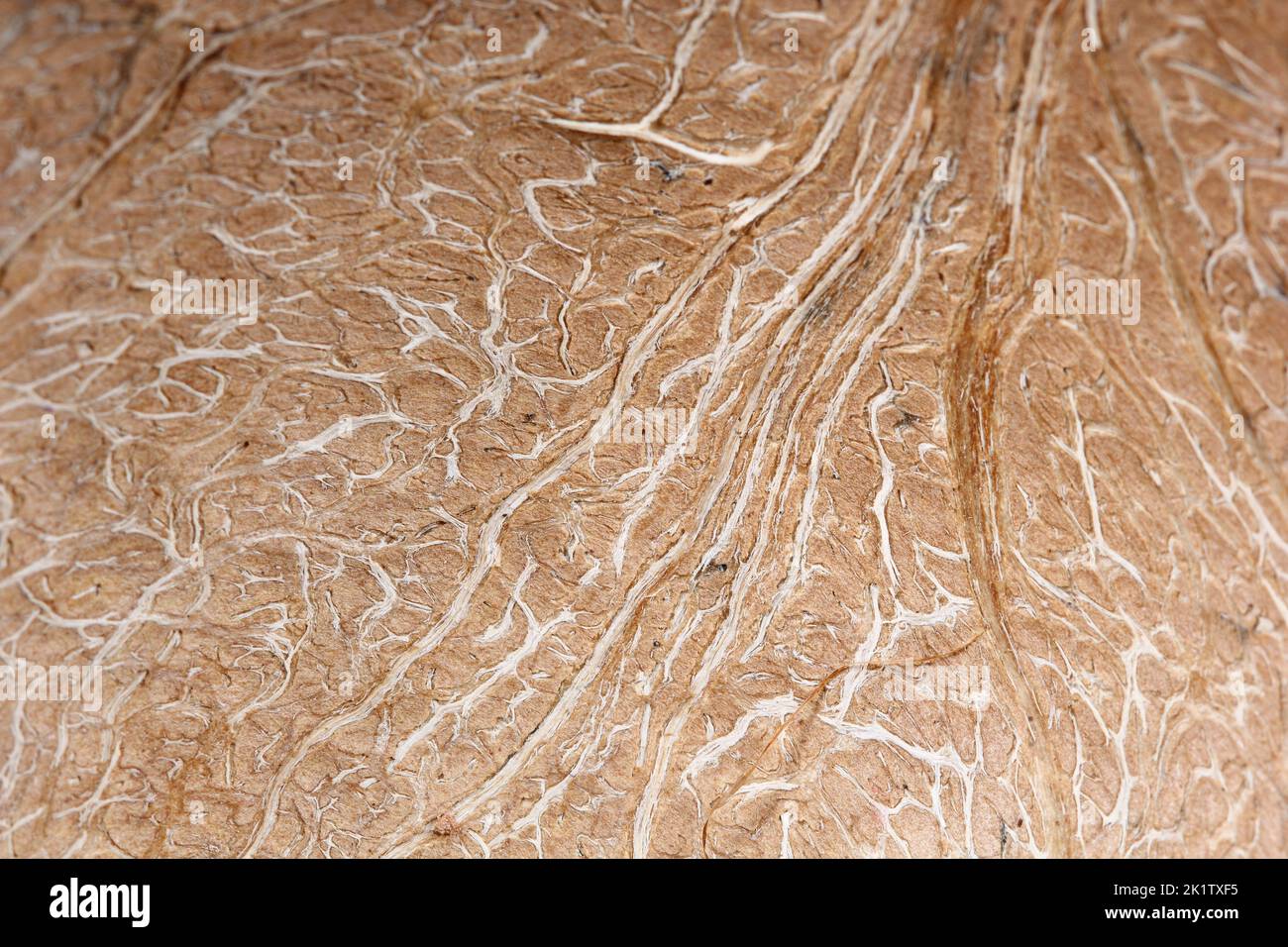 the texture of inner coconut shell with white fibers and brown base ...