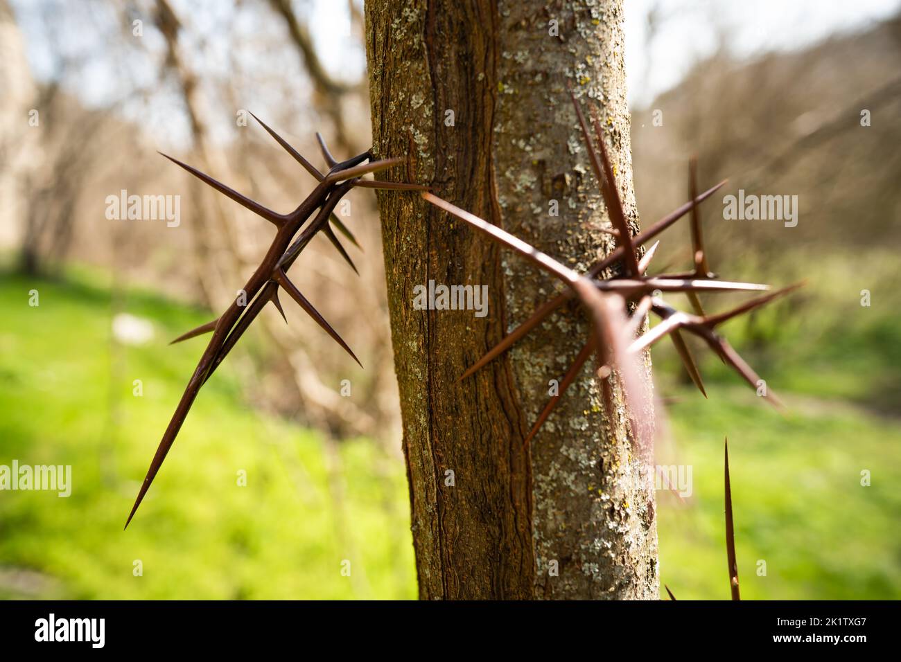 Close up shot of a tree with big thorns Stock Photo - Alamy