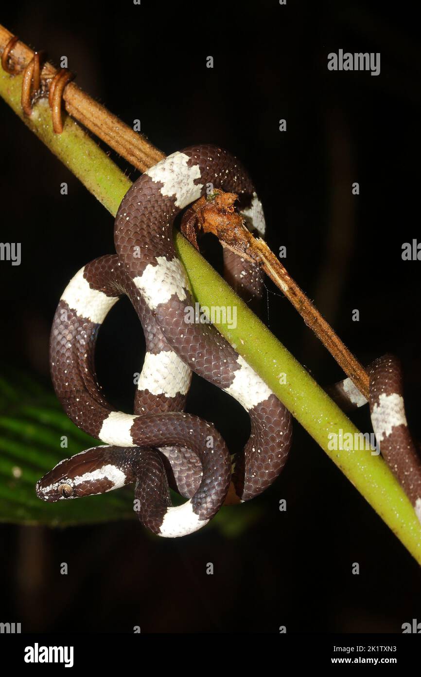 Brown wolf snake hi-res stock photography and images - Alamy