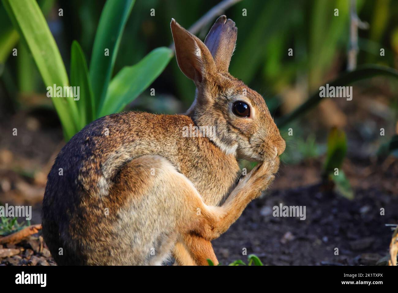 A side selective focus of a wild rabbit scratching itself with a foot ...