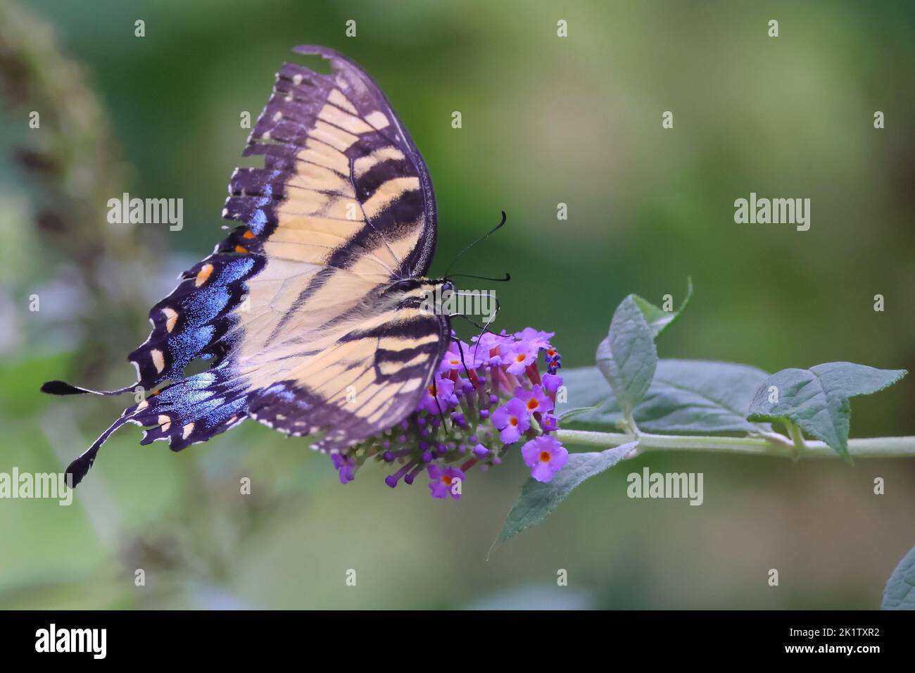 A selective focus of the Swallowtail standing on the purple butterfly ...