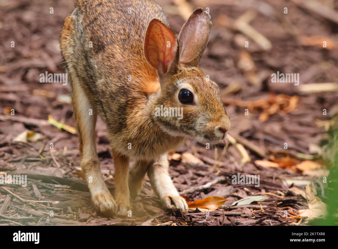 A selective focus of a small rabbit looking side with yellow leaves and ...