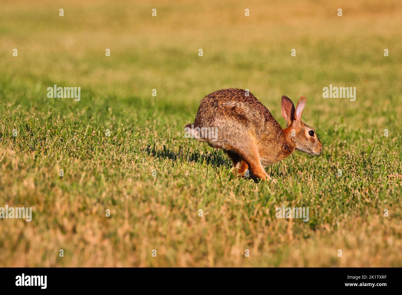 A brown rabbit springing in the field with sunlight on and making a ...