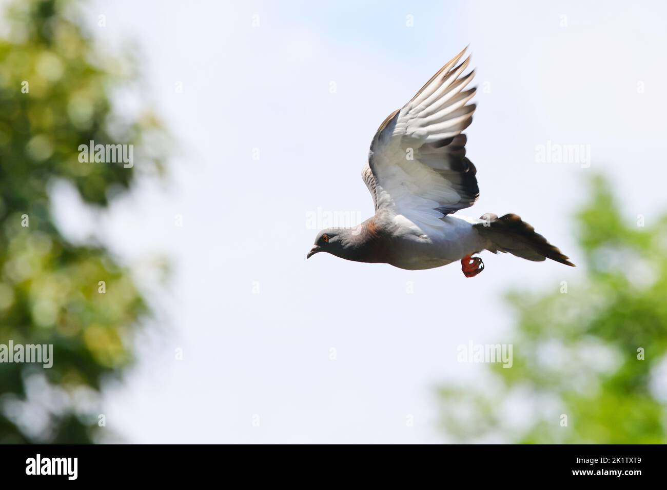 Dove flying motion hi-res stock photography and images - Alamy