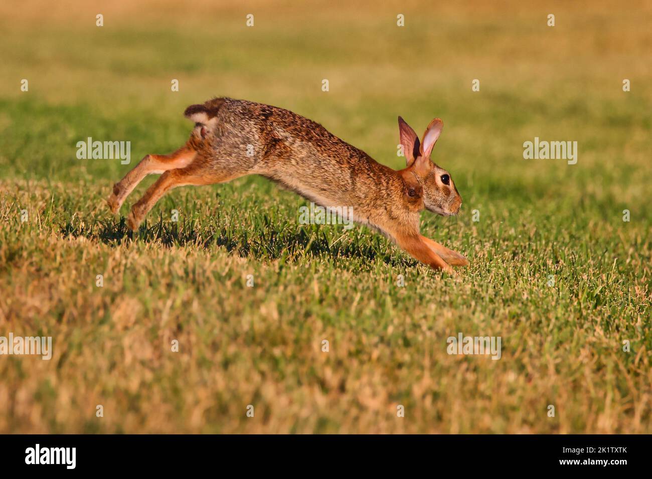 A brown rabbit springing in the field with sunlight on and making a ...