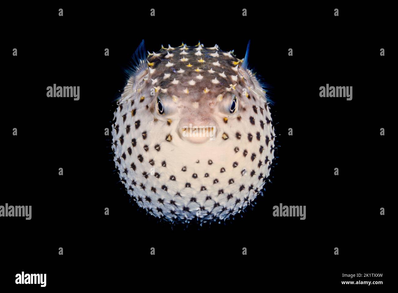 The yellowspotted burrfish, Cyclichthys spilostylus, is also known as ...
