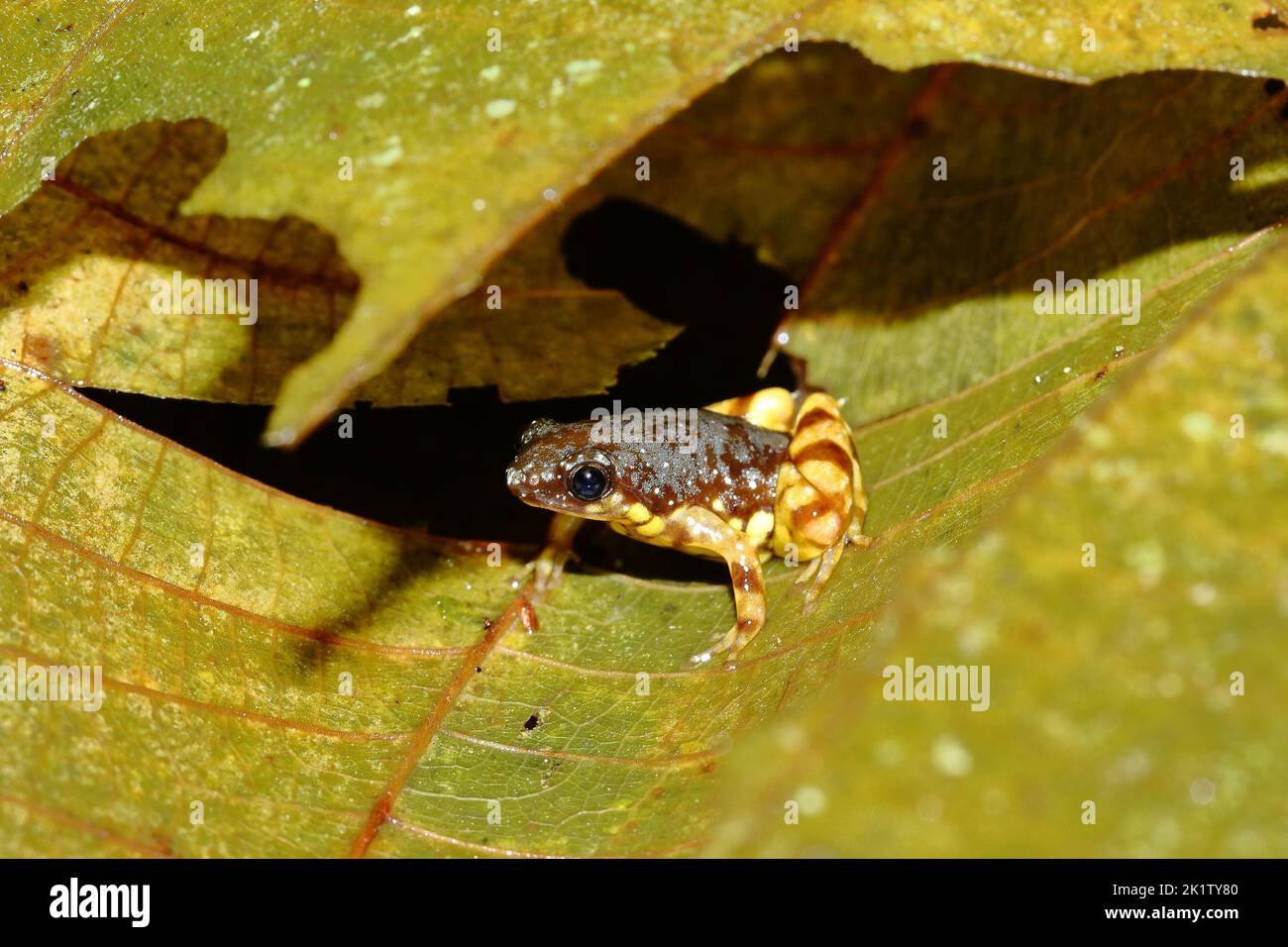 Brown Thorny Frog, Spiny-heeled Froglet, Saffron-bellied Frog ...