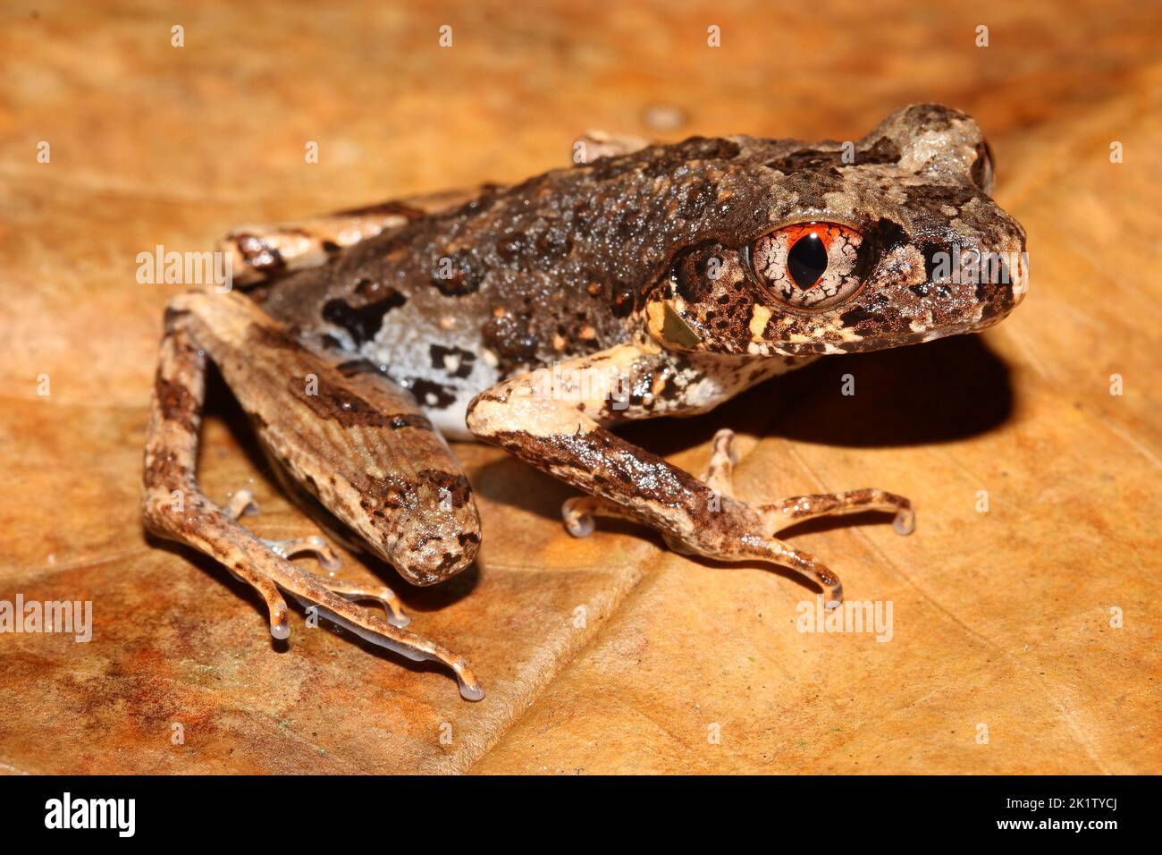 Matang Asian Toad, Gracile Litter Frog, Sarawak Slender Litter Frog ...