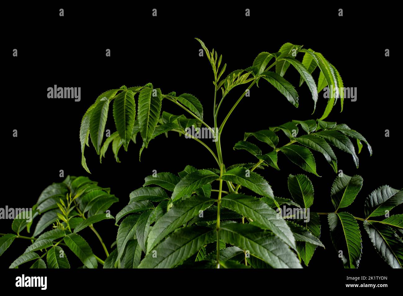 Macro detail of a Tecoma Stans tree branch isolated on black background ...