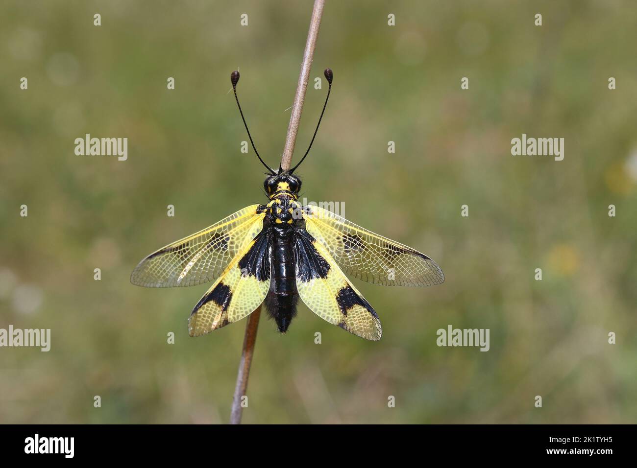 The owlfly (Libelloides macaronius) in a natural habitat Stock Photo ...