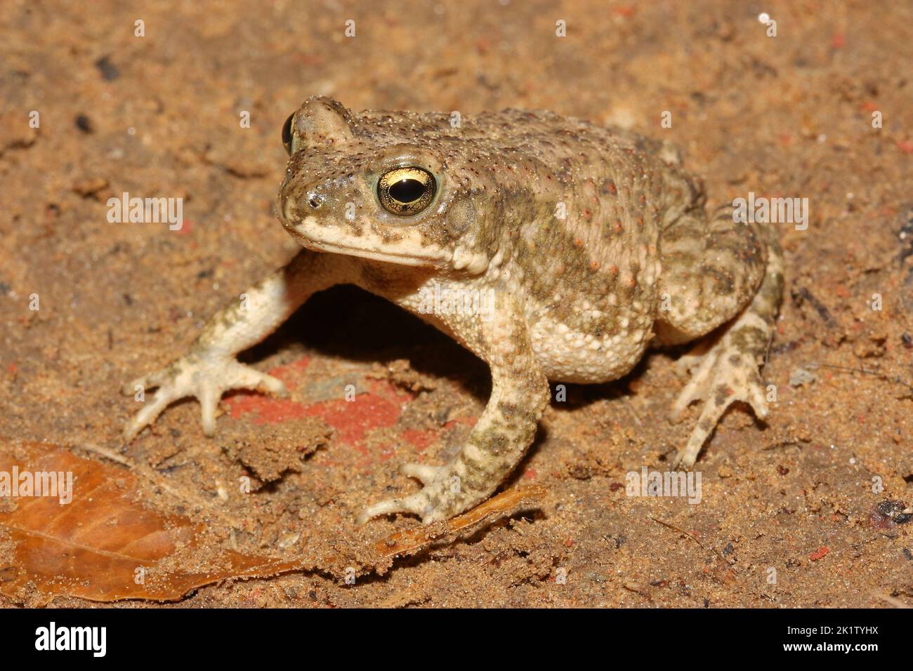 Indus valley toad hi-res stock photography and images - Alamy
