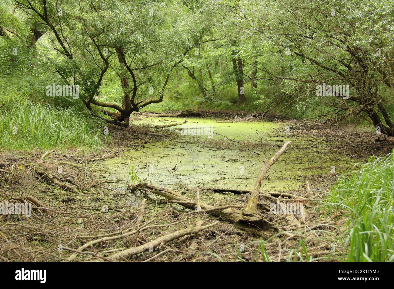 Floodplain forest hi-res stock photography and images - Alamy