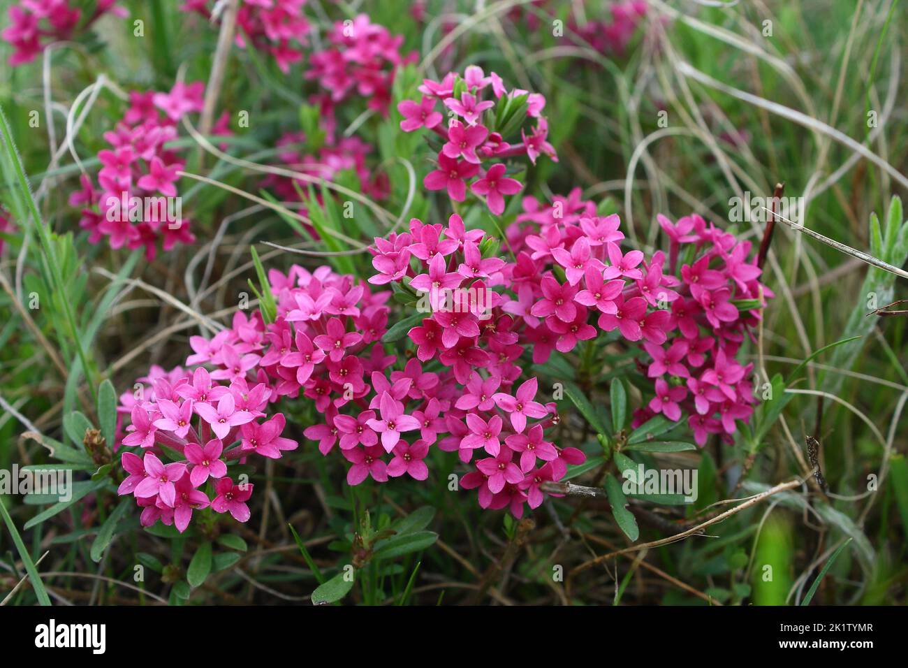 The garland flower or rose daphne (Daphne cneorum) flowering shrub in a ...