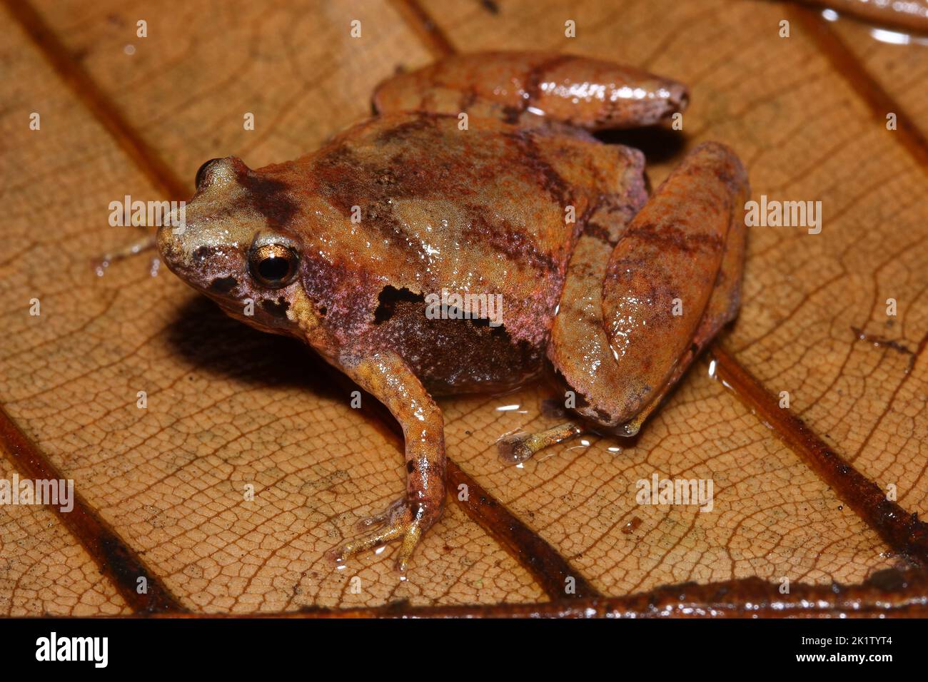 Matang narrow-mouthed frog, Borneo narrow-mouthed frog (Microhyla ...
