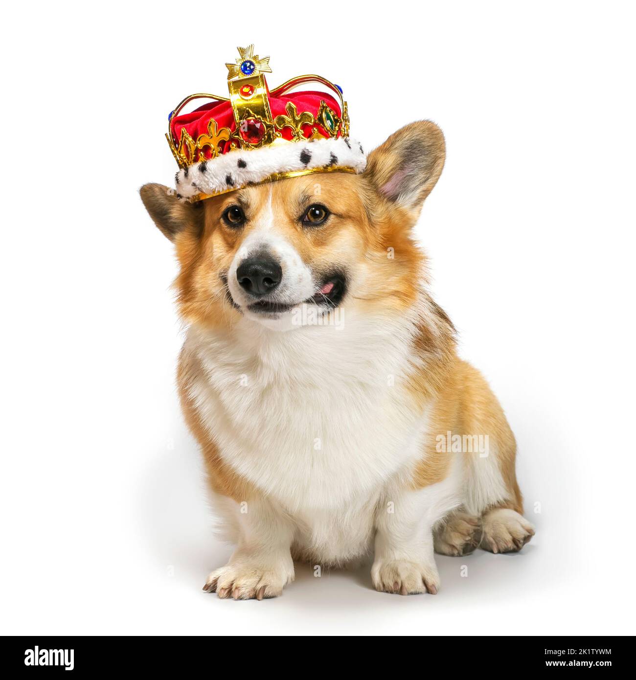 isolated portrait of a cute corgi dog puppy in a red royal gold tiara ...