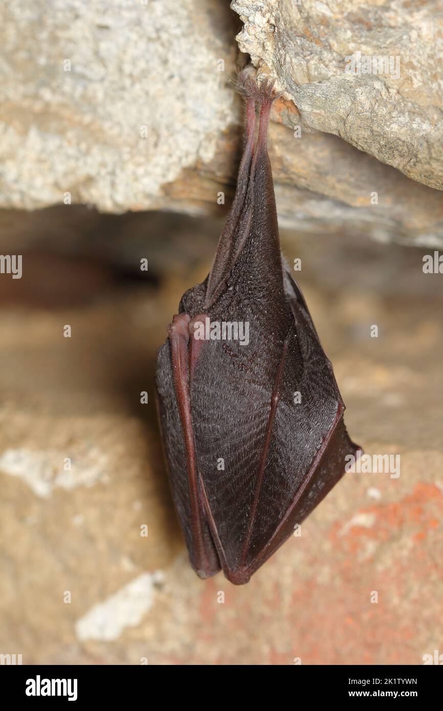 The lesser horseshoe bat (Rhinolophus hipposideros) wintering ...