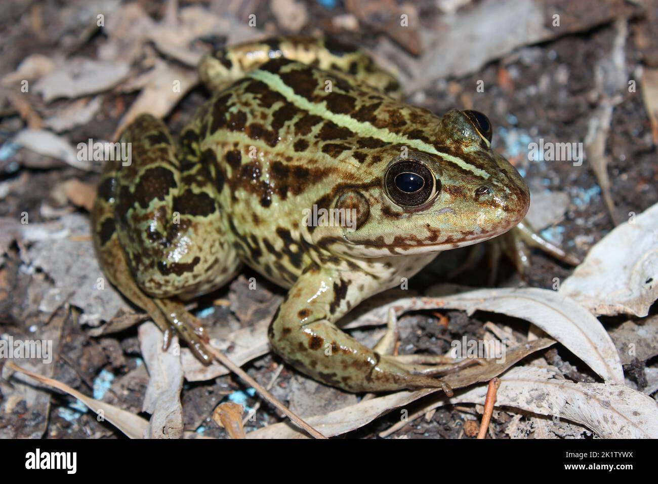 The Balkan frog, Balkan water frog, or Greek marsh frog (Pelophylax ...