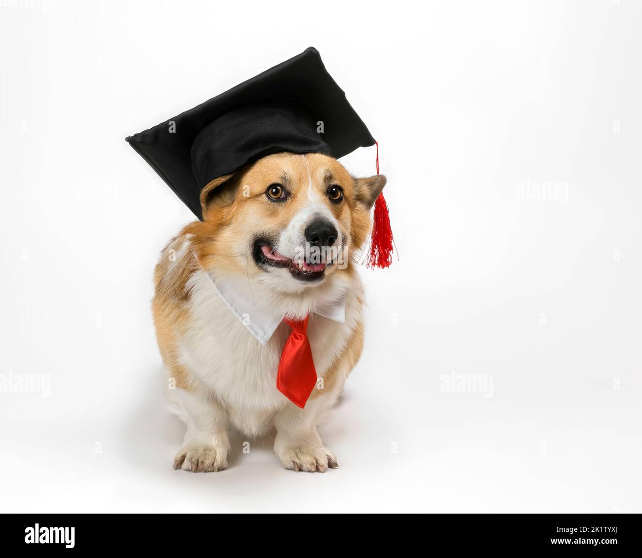 funny corgi dog puppy sitting on a white background in a student hat ...